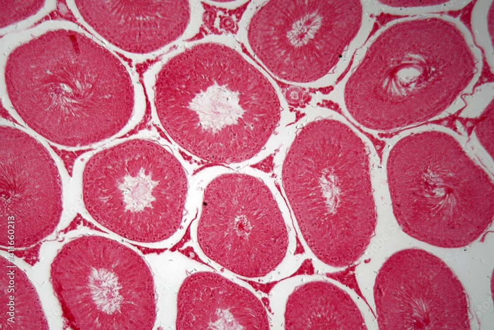 Microscope photo of cells of rabbit testicles Stock Photo | Adobe Stock
