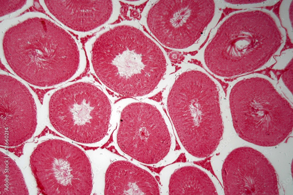 Microscope photo of cells of rabbit testicles Stock Photo | Adobe Stock