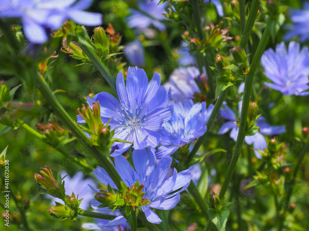 Foto de Blue Chicory flowers, close up. Violet Cichorium intybus ...