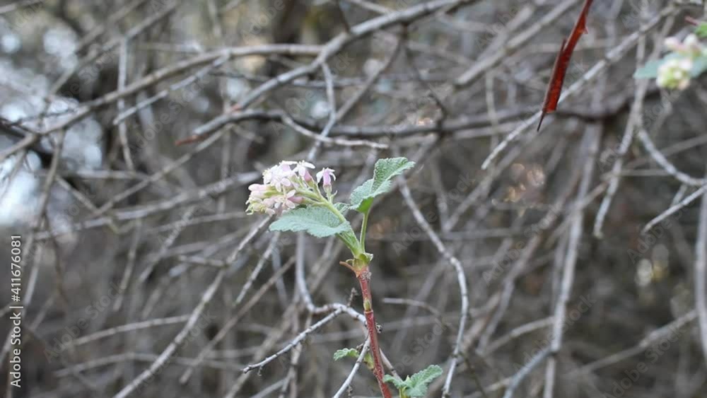 White red raceme inflorescences bloom on Chaparral Currant, Ribes Malvaceum, Grossulariaceae ...