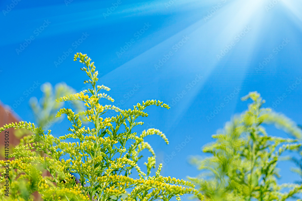 Giant goldenrod, golden rozga gigant (Solidago gigantea), is species of ...
