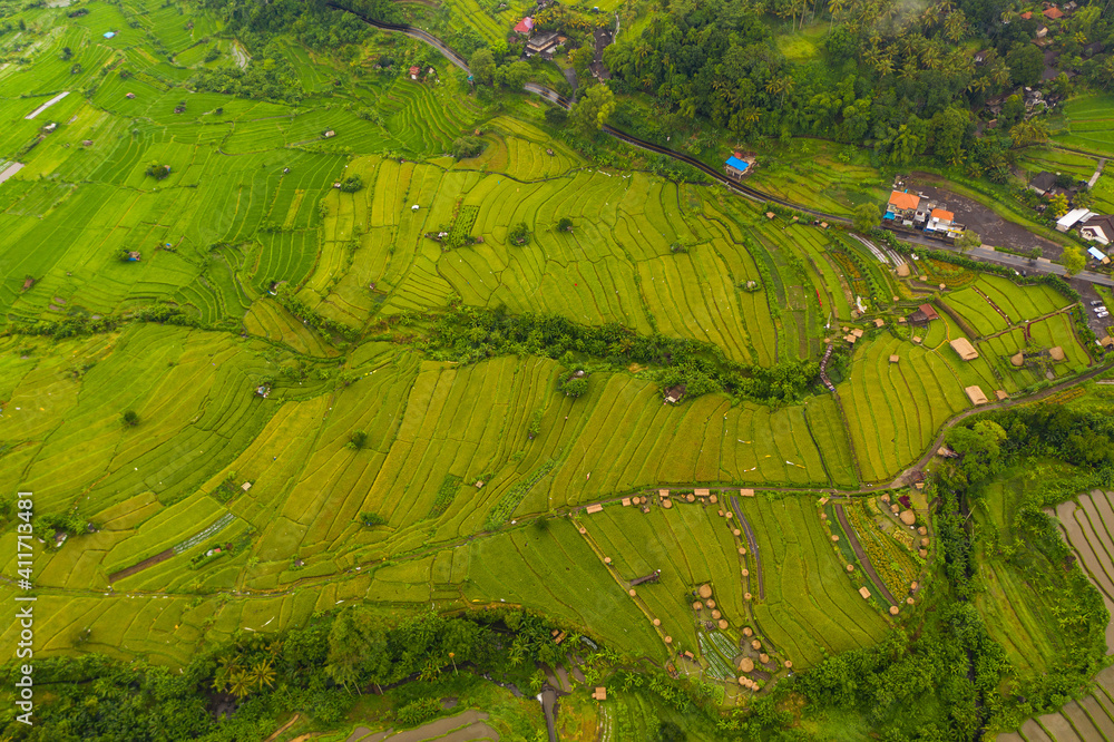 Top down overhead aerial view of lush green paddy rice field ...