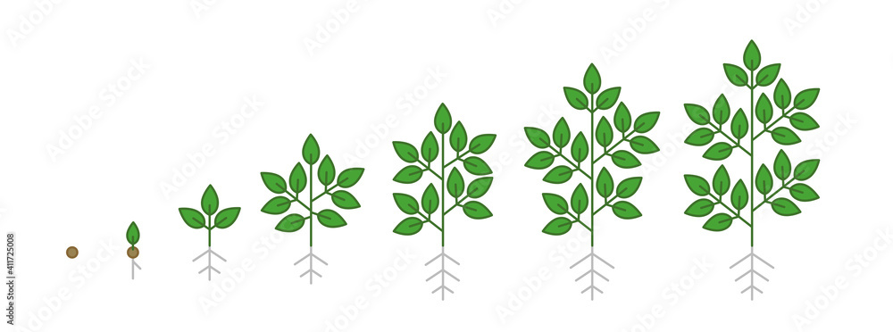 Plant growth stages. Growing period steps. Harvest animation ...