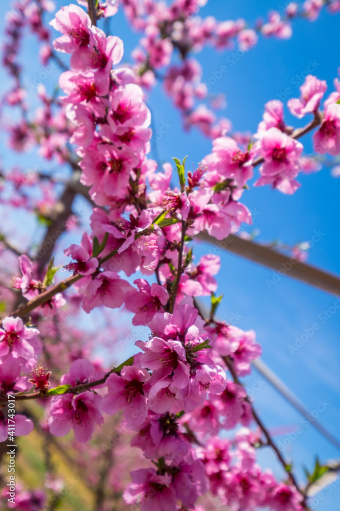 Rows of peach tree blooming in spring day in Lleida (Catalonia, Spain ...