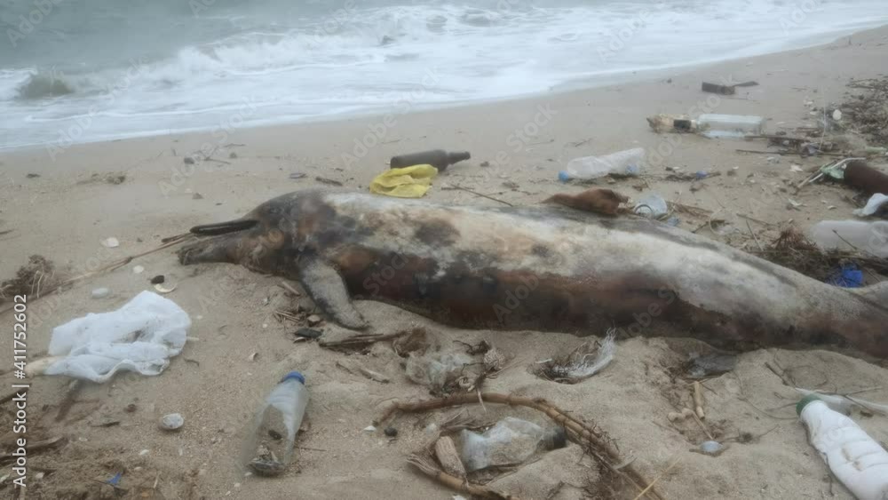 Dolphin thrown out by the waves lies on the beach is surrounded by ...