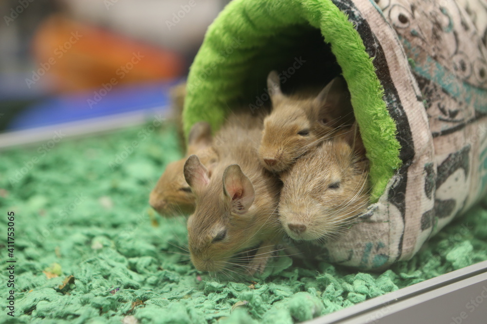 Foto de Group of decorative common degu (octodon degus). Home animal ...