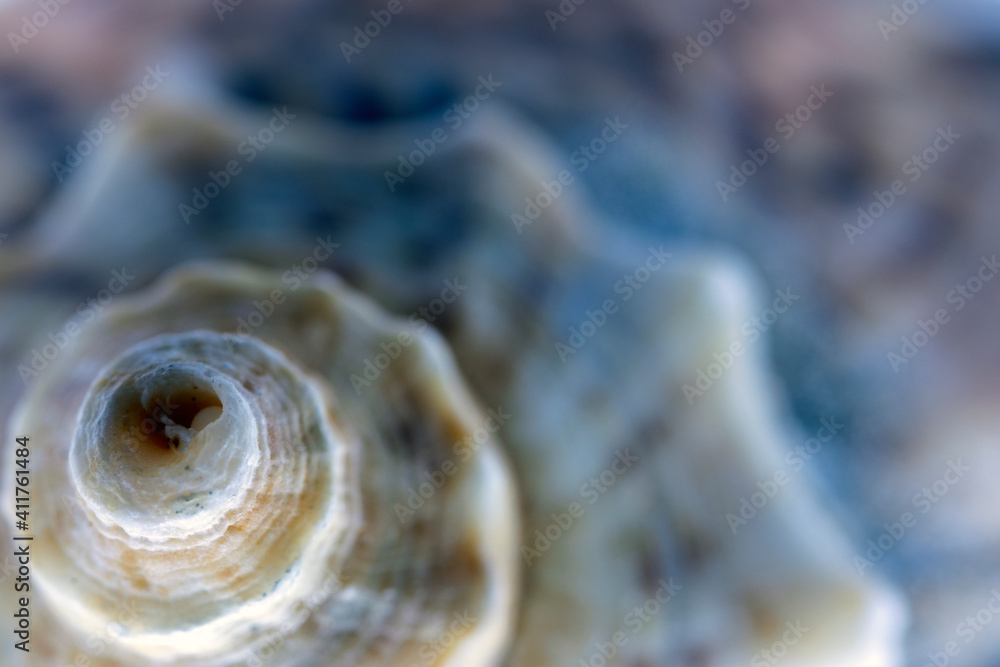 sea shell and golden ratio in nature, abstract photograph produced with ...