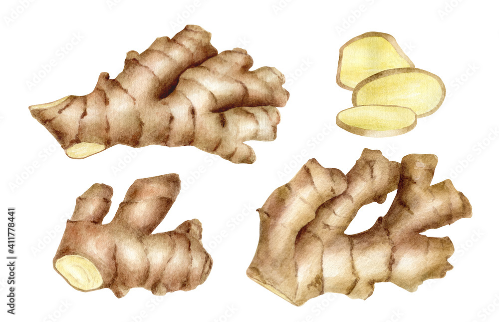 Watercolor ginger root with slices set. Hand drawn ginger rhizome cross ...