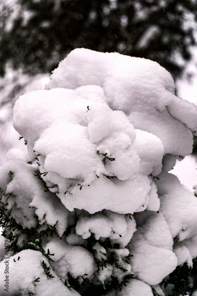 Branches of trees covered with white fluffy snow. Stock Photo | Adobe Stock