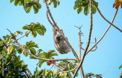 Folivora é uma subordem de mamíferos, da ordem Pilosa, cujas espécies ...