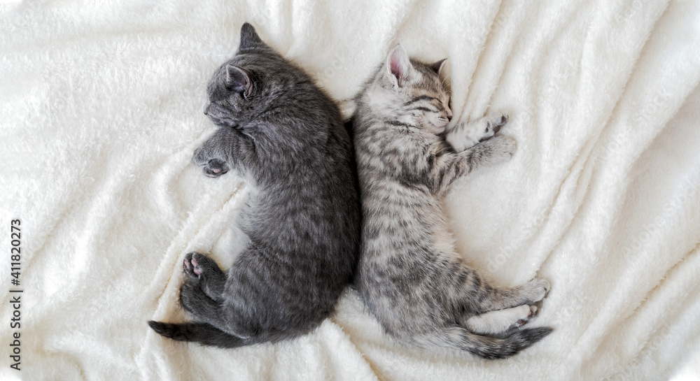 Two cute tabby kittens sleeping on white soft blanket in yin yang shape ...