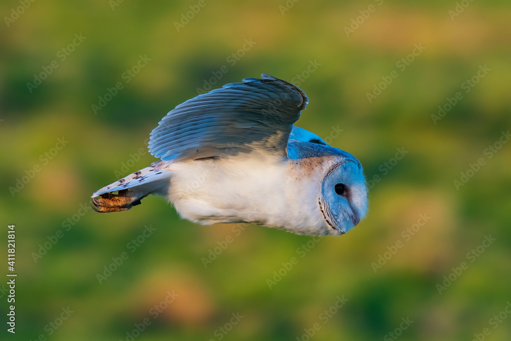 Barn Owl Hunting