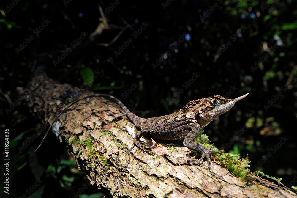 Rhino-horned lizard // Stachelnasen-Agame, Hornagame (Ceratophora ...