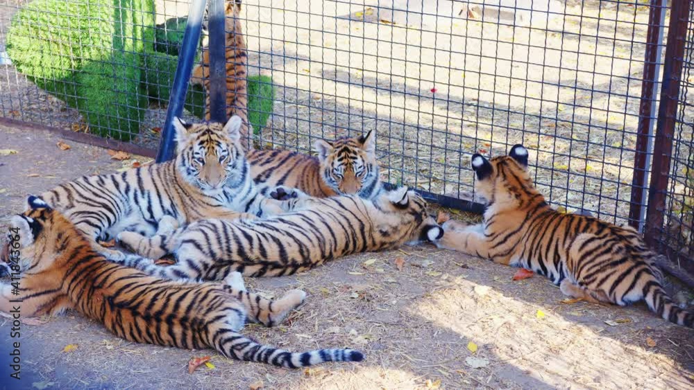 Tigers lying side by side in the zoo. Many young tigers in a small area ...