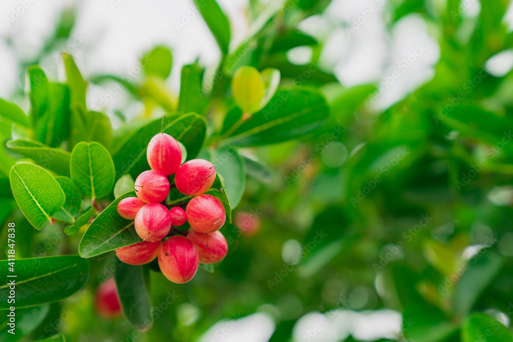 Bengal Currant fruit, avant-garde fruit But full of medicinal ...