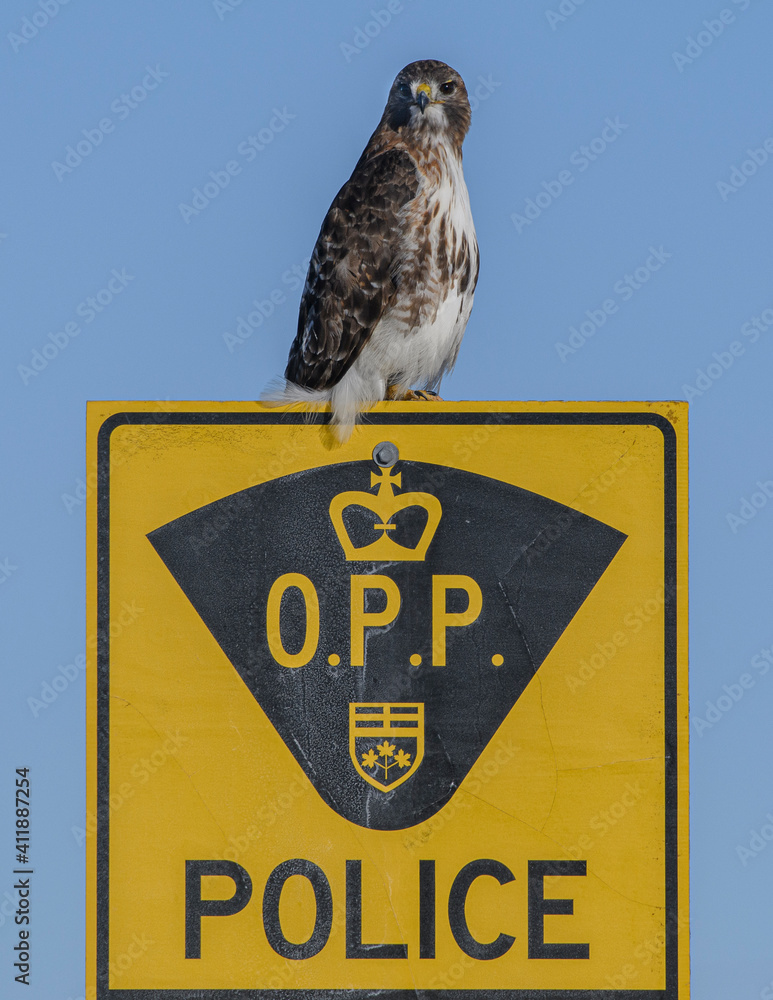 Red-tailed Hawk on a police sign Stock Photo | Adobe Stock