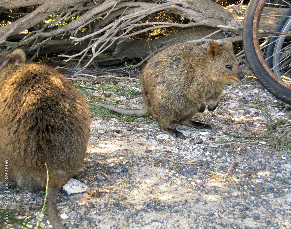 Quokka (Setonix brachyurus) on Rottnest Island, Western Australia Stock ...