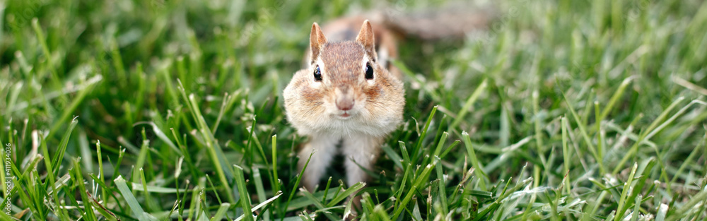 Chipmunk with large cheeks pouches sitting in green grass. Yellow ...