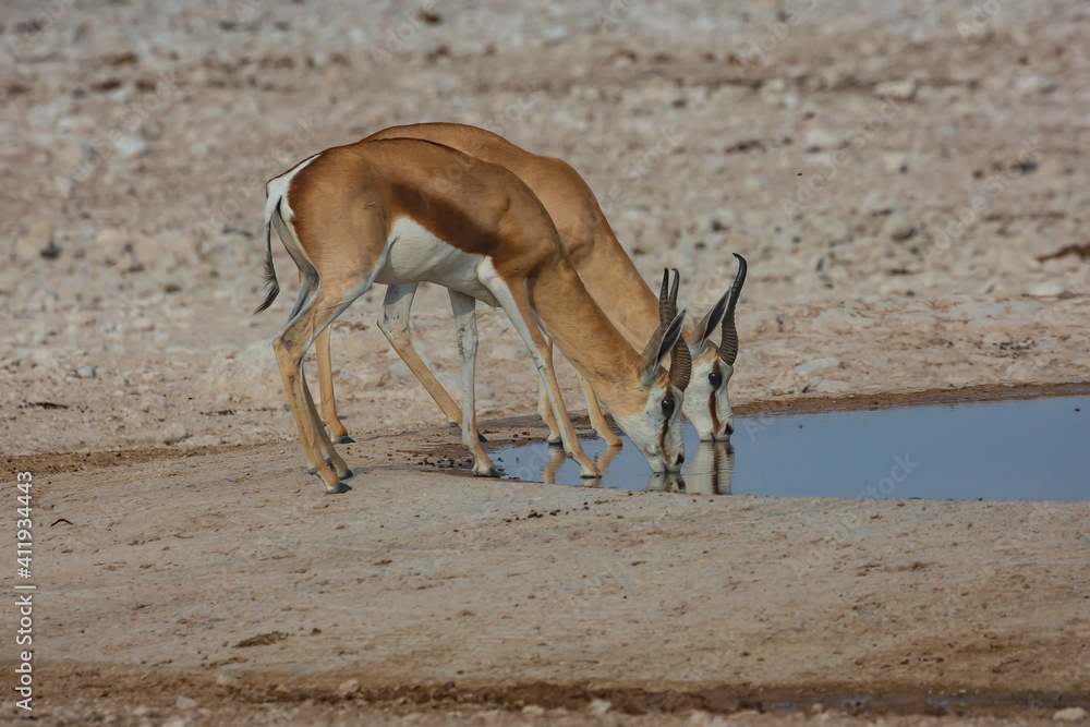 Springboks drinking water in Etosha National Park of Namibia Stock ...
