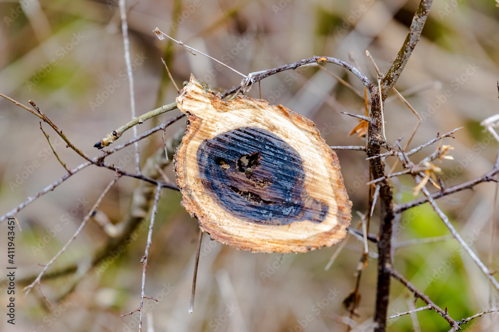 Tree cut with black spot in the middle in the shape of grinning face ...