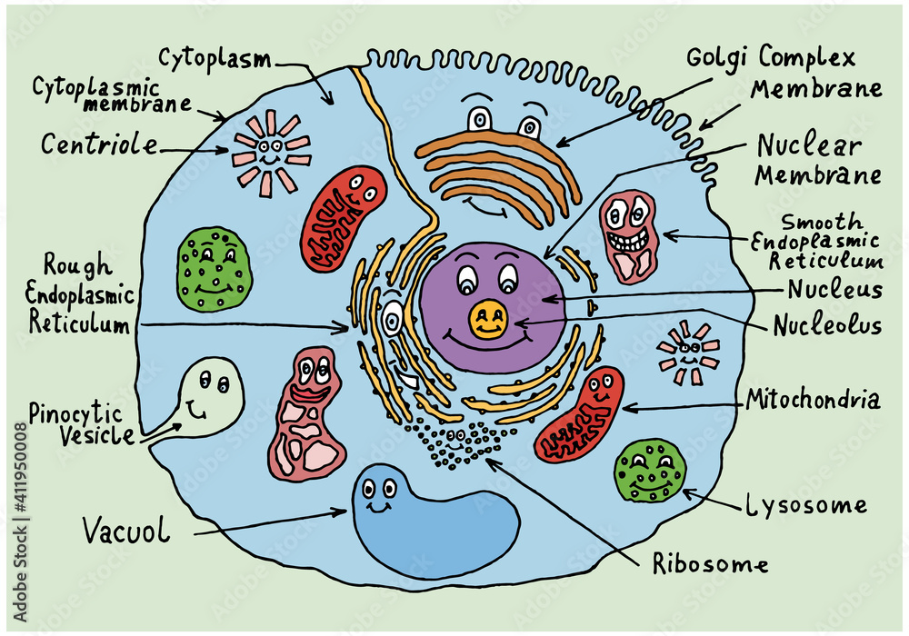 The structure of a human cell in a doodle style for teaching children ...