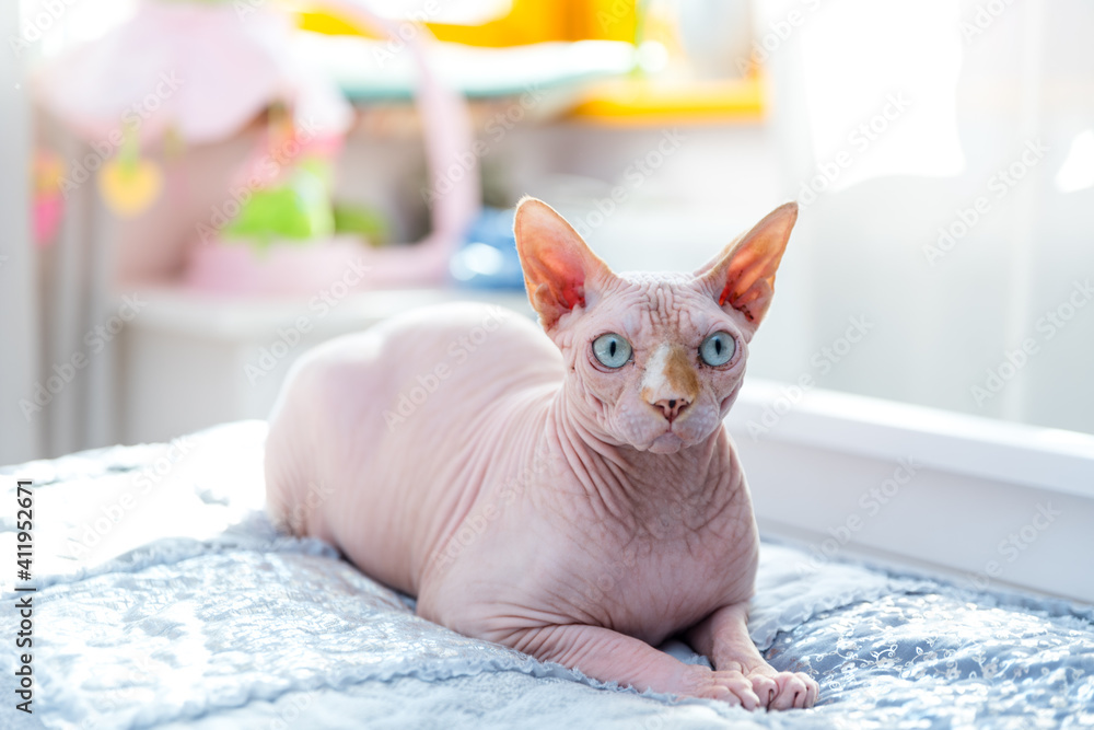 Kot sfinks Stock Photo | Adobe Stock