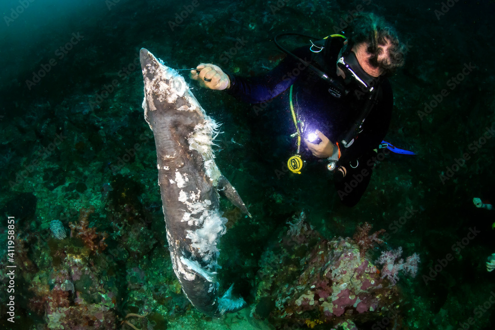 SCUBA diver examining a dead, rotting shark on a dark coral reef after ...