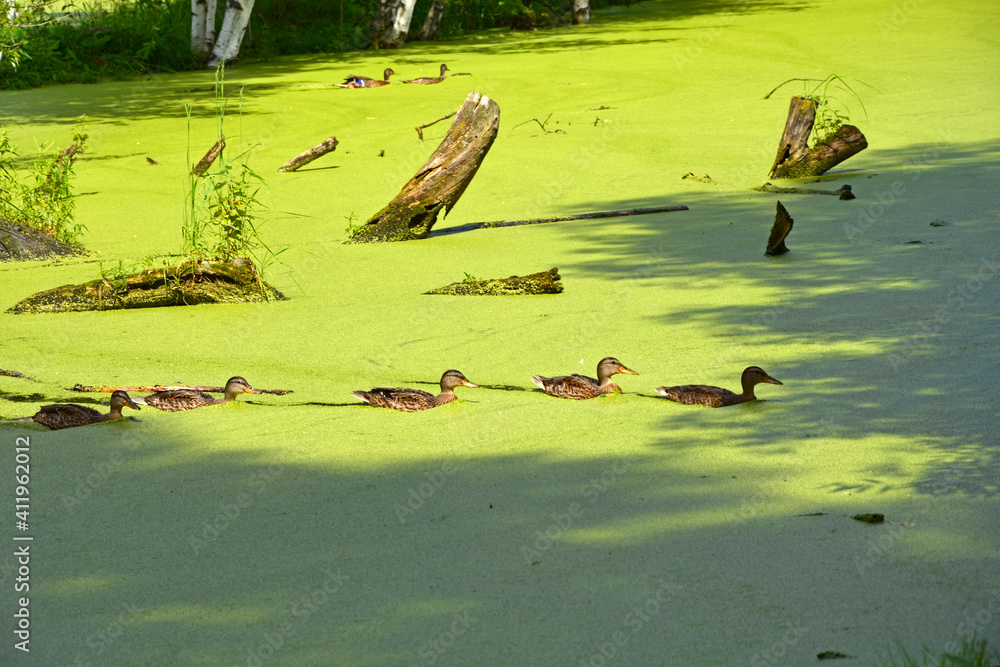 The duck family lives in an overgrown old pond. Waterfowl in nature. A ...
