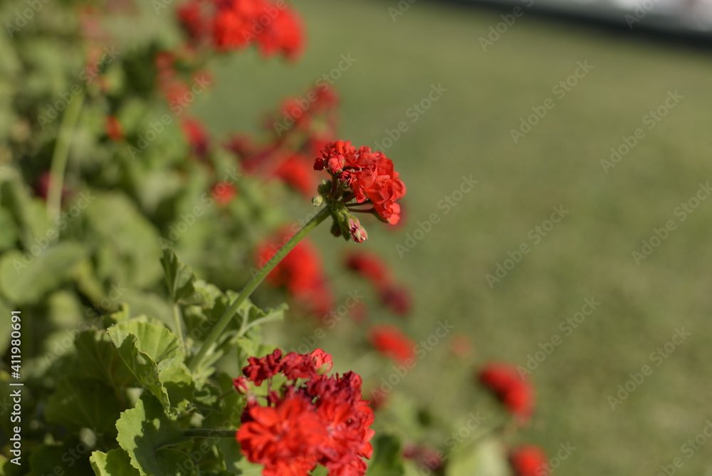 Planta con flor de geranio de color rojo con hojas verdes en Andalucía ...
