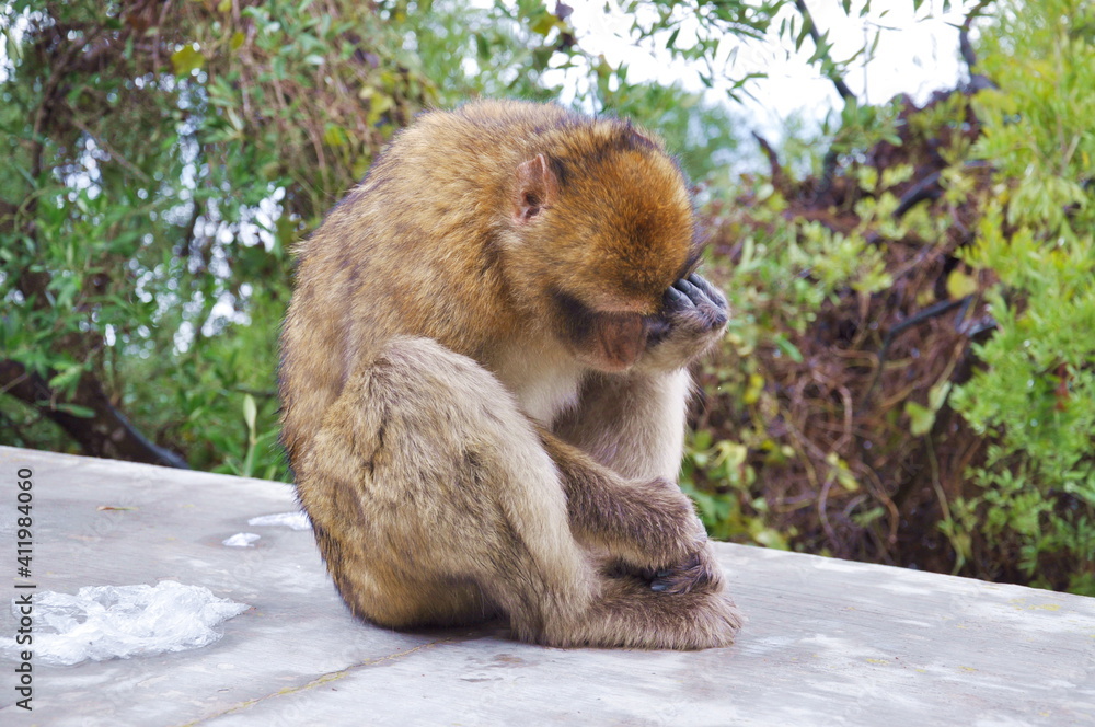Furry ape sits on wet cement fence and holds its head with hand with ...