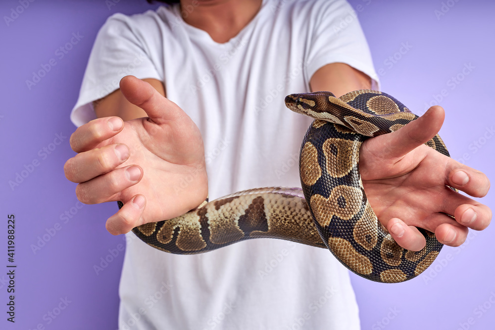 snake tied man's hands close-up. guy stand crying by fear, thinks how ...