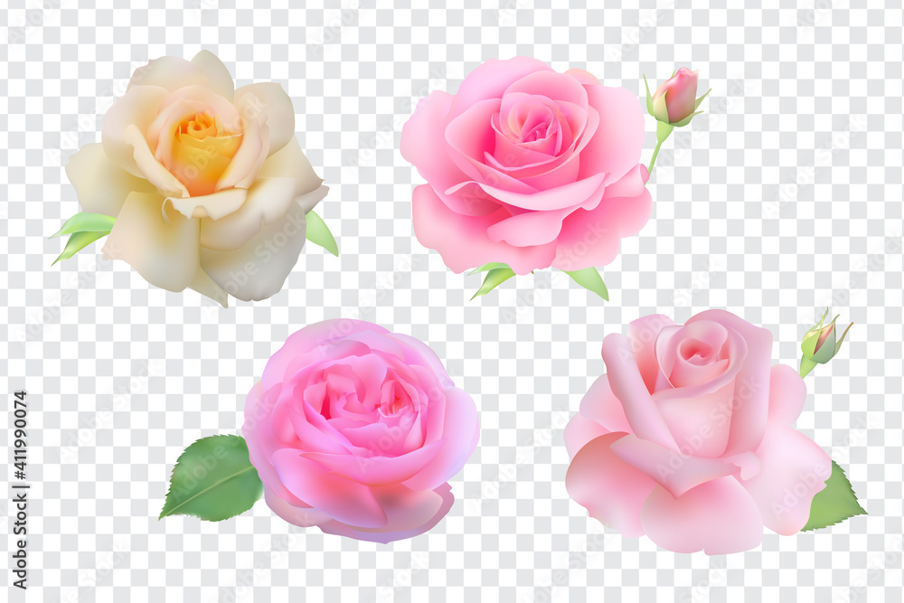 Realistic rose set on transparent background Stock Vector | Adobe Stock
