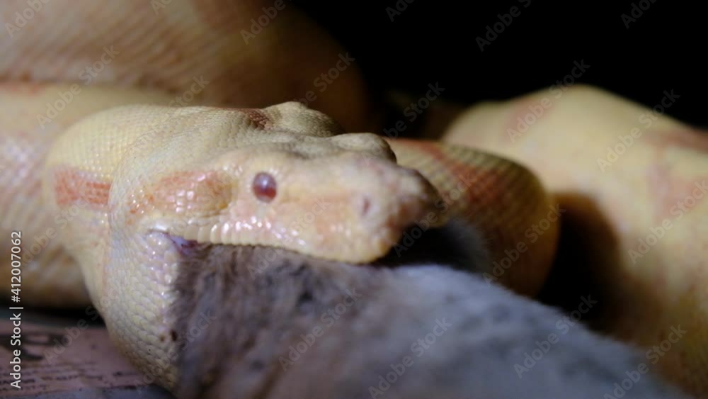 Boa constrictor snake eating a rat in 4k resolution Stock ビデオ | Adobe Stock