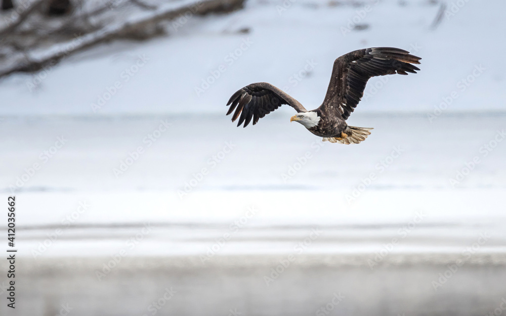 Bald Eagle is flying over a frozen river Stock Photo | Adobe Stock