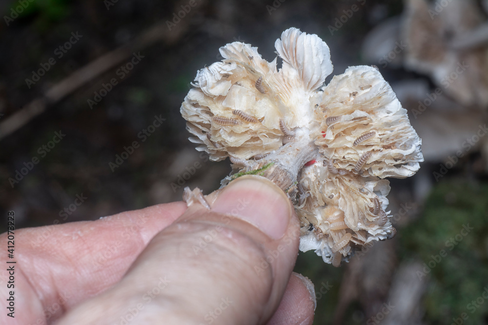 Mycetophagus punctatus maggots feeding on the edible rotten cap ...