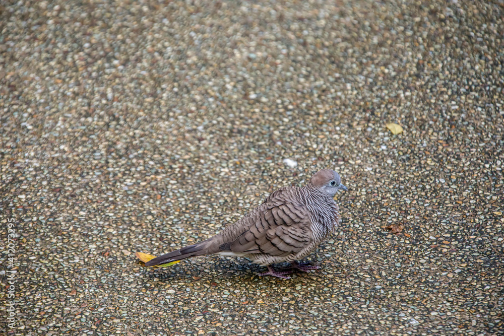 The zebra dove (Geopelia striata) is a bird of the dove family ...