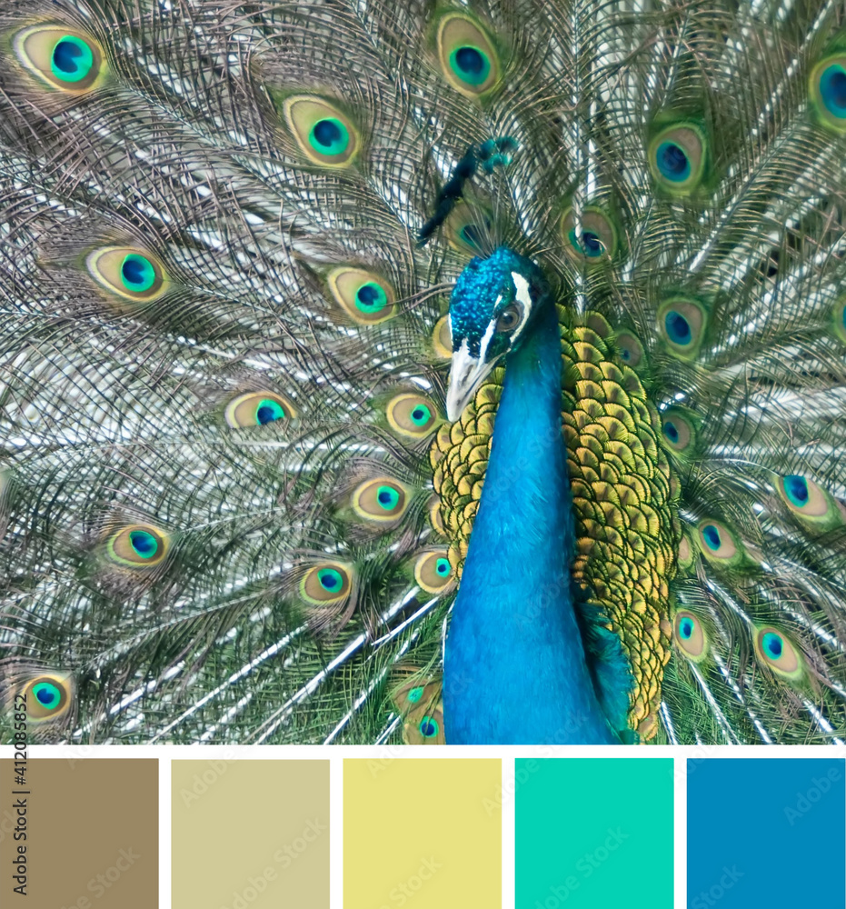 Color palette swatches of iridescent coloration of the peacock - blue ...