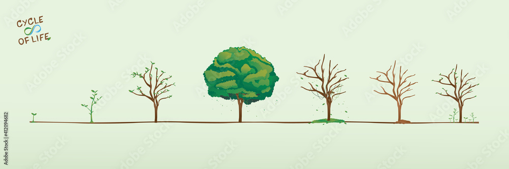Cycle of life, illustration of tree life cycle, stem growth to big tree ...
