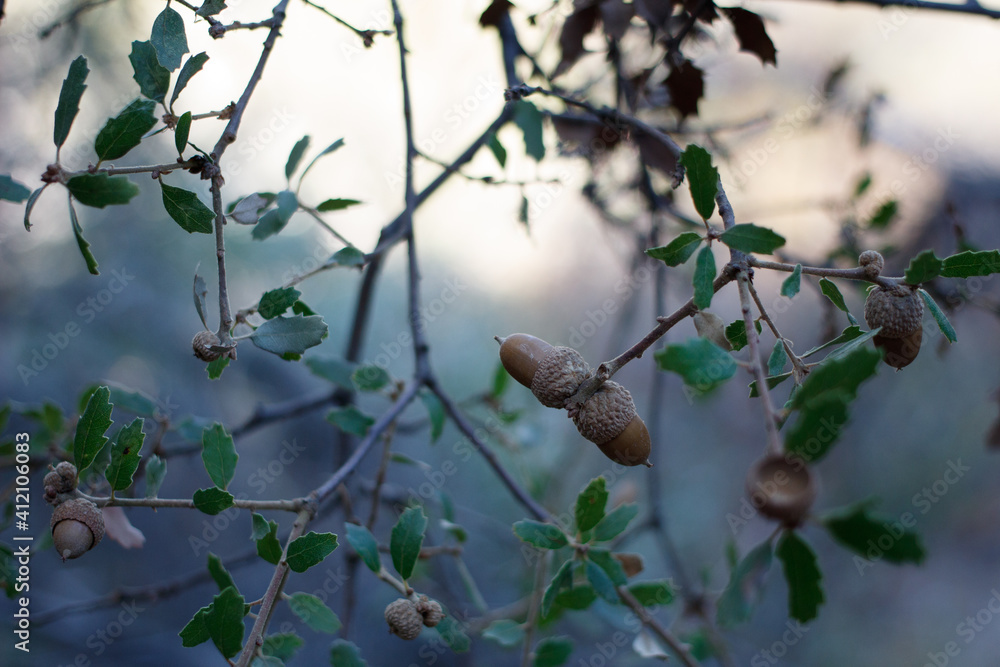 Mature brown acorn nut fruit of California Scrub Oak, Quercus ...