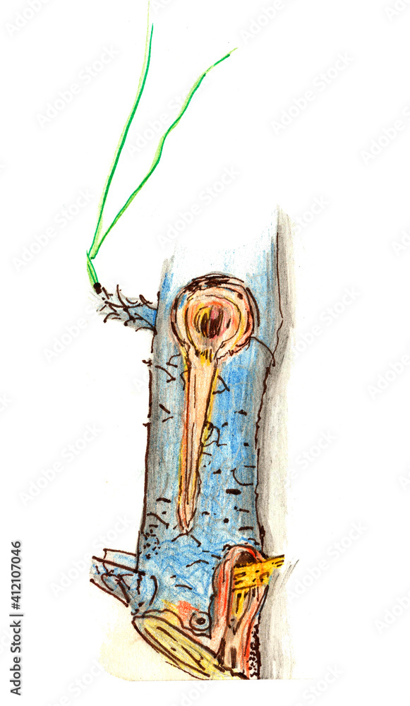 Color pencil and ink pine trunk, broken branch. Colorful blue, yellow ...