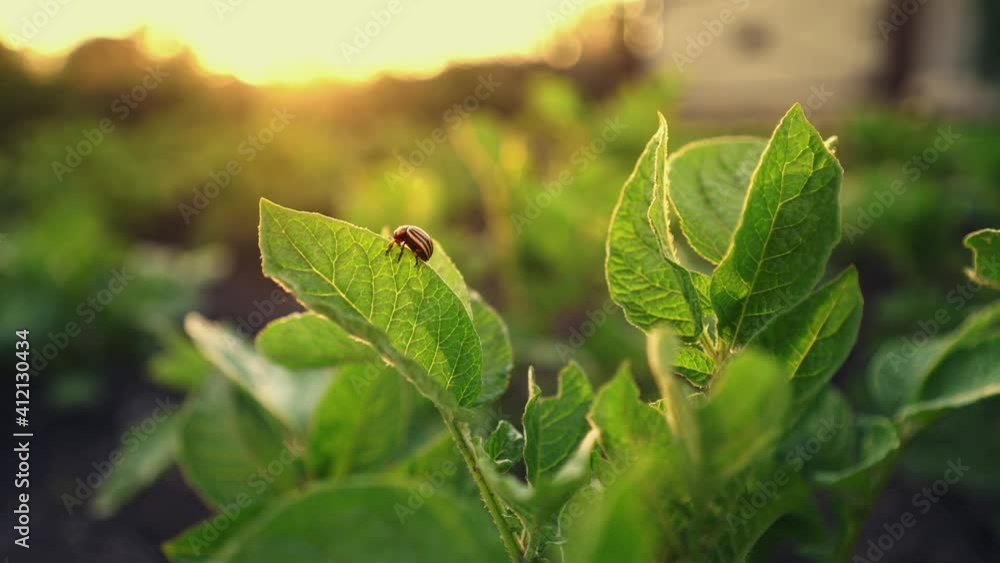 Colorado beetle eats a potato leaves. Garden pest destroy a crop ...