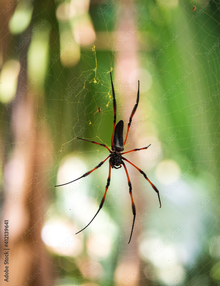 Red-legged Golden Orb Spider also known as Palm Spider (Nephila ...