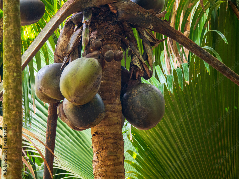 Foto de Female Coco De Mer (Sea Coconut) growing at the Valle de Mai ...