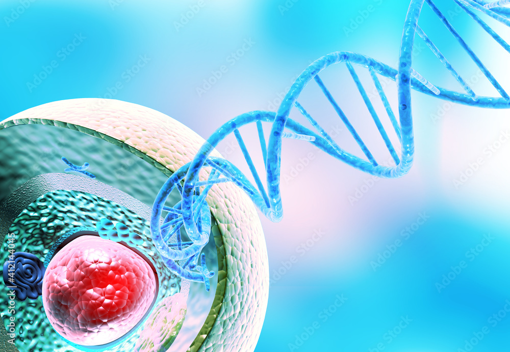 Human cell anatomy cross section. 3d illustration. Stock Illustration ...