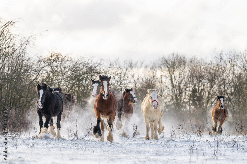Foto Stock Beautiful big group of Irish cob horses fowls running wild ...