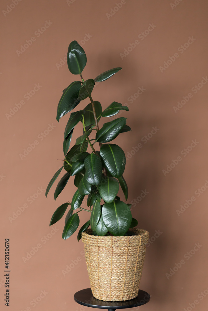 there is a beautiful ficus tree in a wicker flowerpot against a brown ...