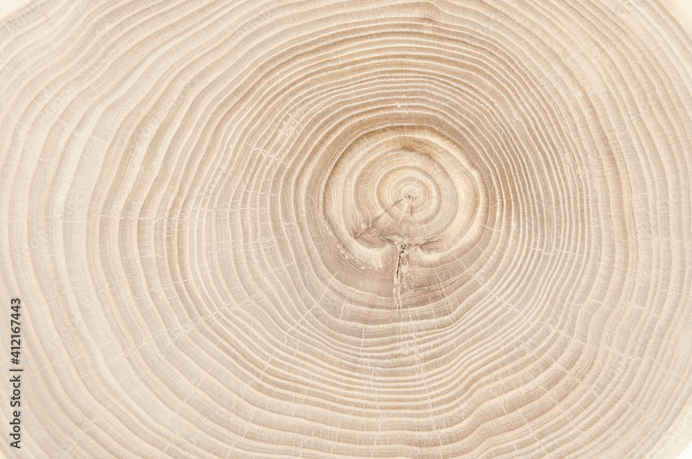 cross-section wood texture, background. Stock Photo | Adobe Stock