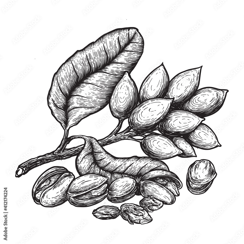Pistachios and pistachio tree branch with nuts and leaves. Hand drawn ...
