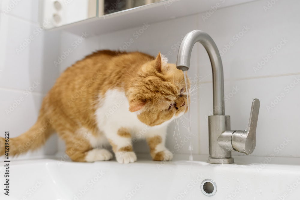 Beautiful ginger white cat catches water drops with his mouth while ...