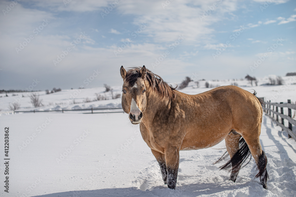 Beautiful large buckskin quarter horse stallion outside in winter snow ...